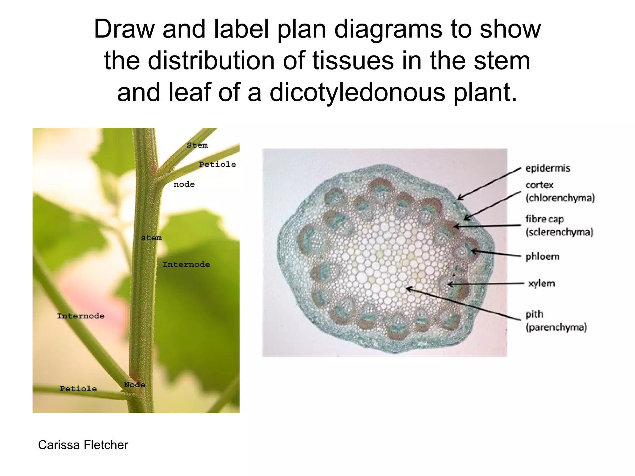 Plant structure and growth | PPT