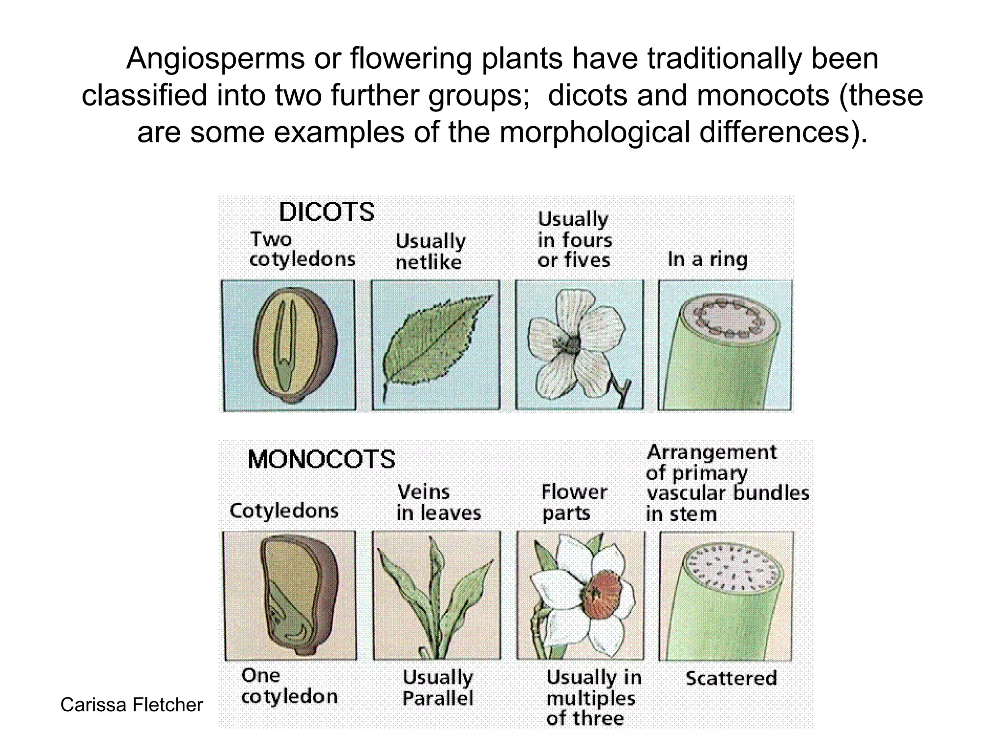 Plant structure and growth | PPT