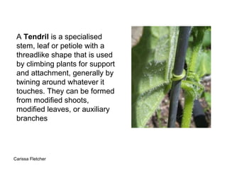 Plant structure and growth | PPT