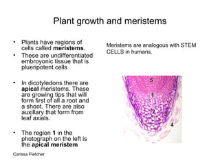 Plant structure and growth | PPT