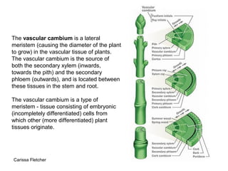 Plant structure and growth | PPT