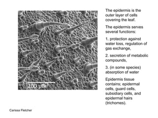 Plant structure and growth | PPT