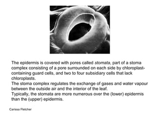 Plant structure and growth | PPT