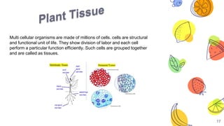 Plant structure and tissue | PPTX