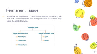 Plant structure and tissue | PPTX
