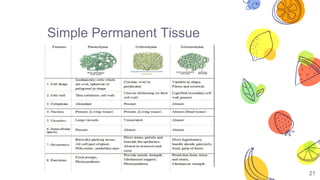 Plant structure and tissue | PPTX