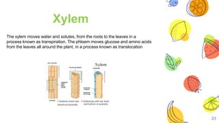 Plant structure and tissue | PPTX