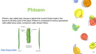 Plant structure and tissue | PPTX