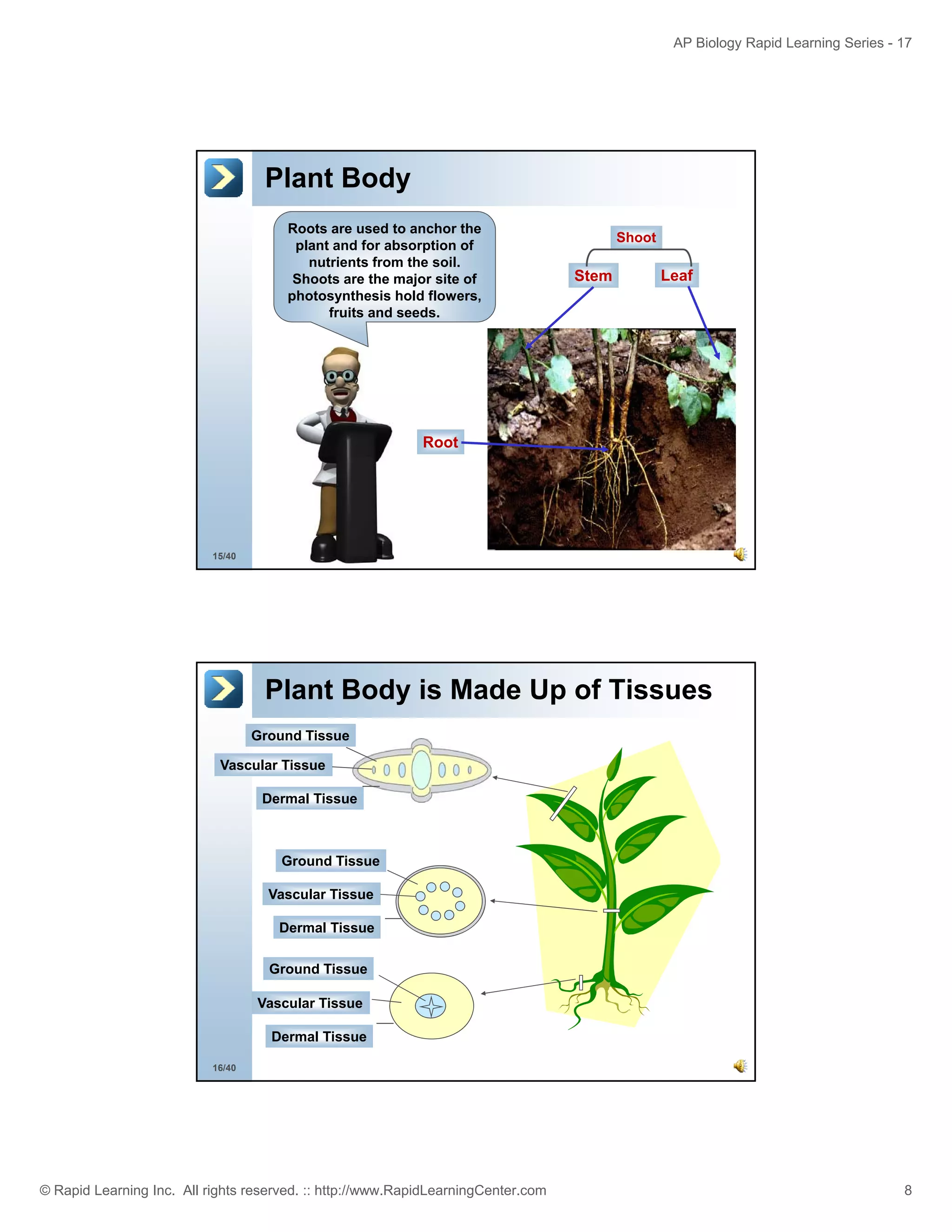 Plant structure ap bio | PDF