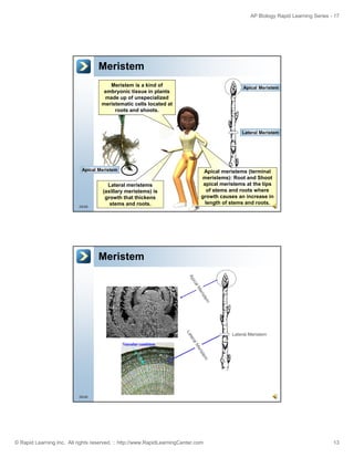 Plant structure ap bio | PDF
