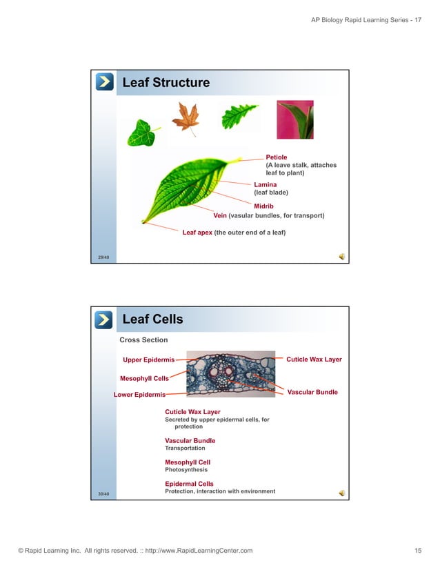 Plant structure ap bio | PDF