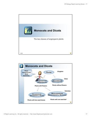 Plant structure ap bio | PDF