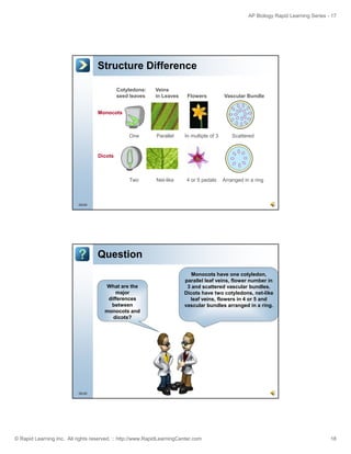 Plant structure ap bio | PDF