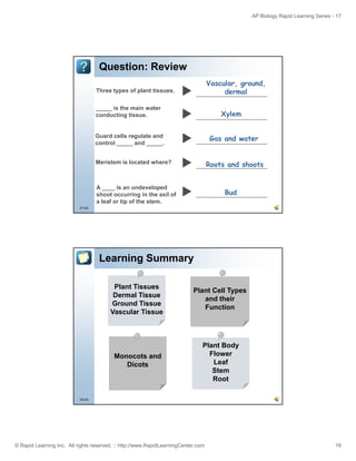 Plant structure ap bio | PDF