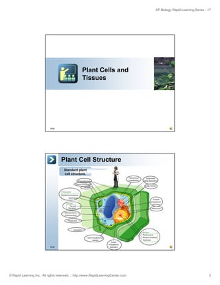 Plant structure ap bio | PDF