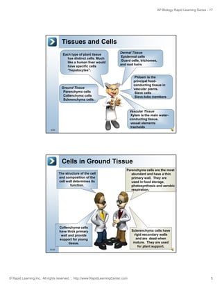 Plant structure ap bio | PDF