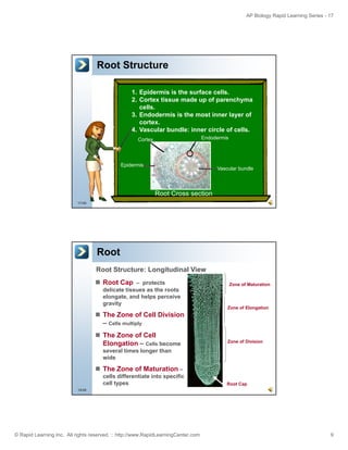 Plant structure ap bio | PDF