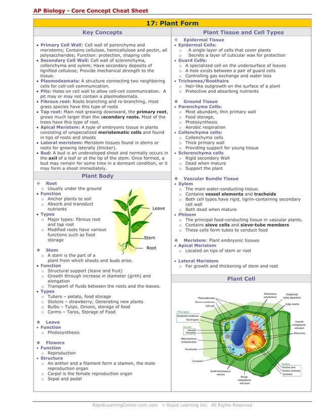 Plant structure cheat sheet ap bio | PDF