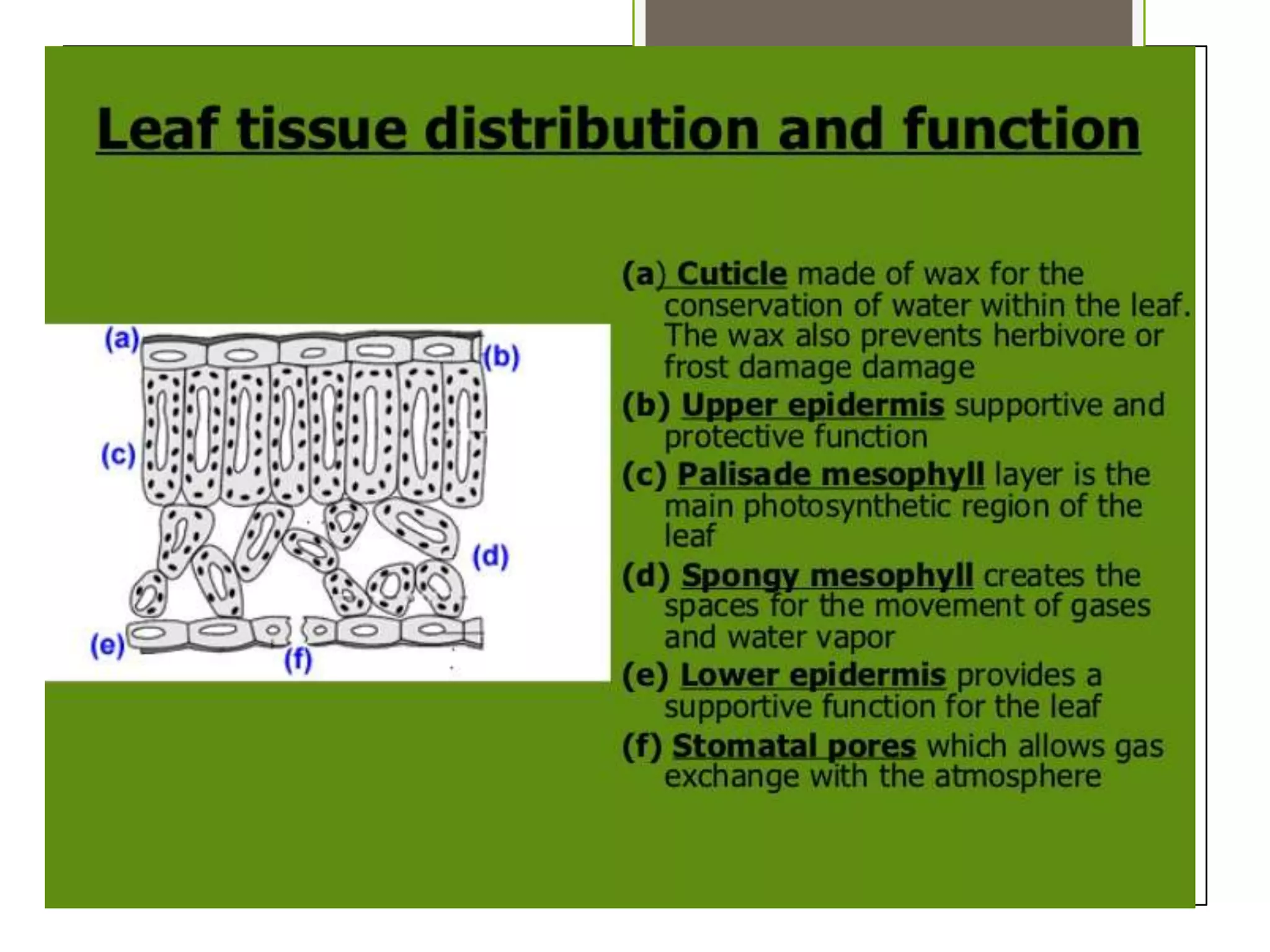 Plant structure function and transport | PPTX