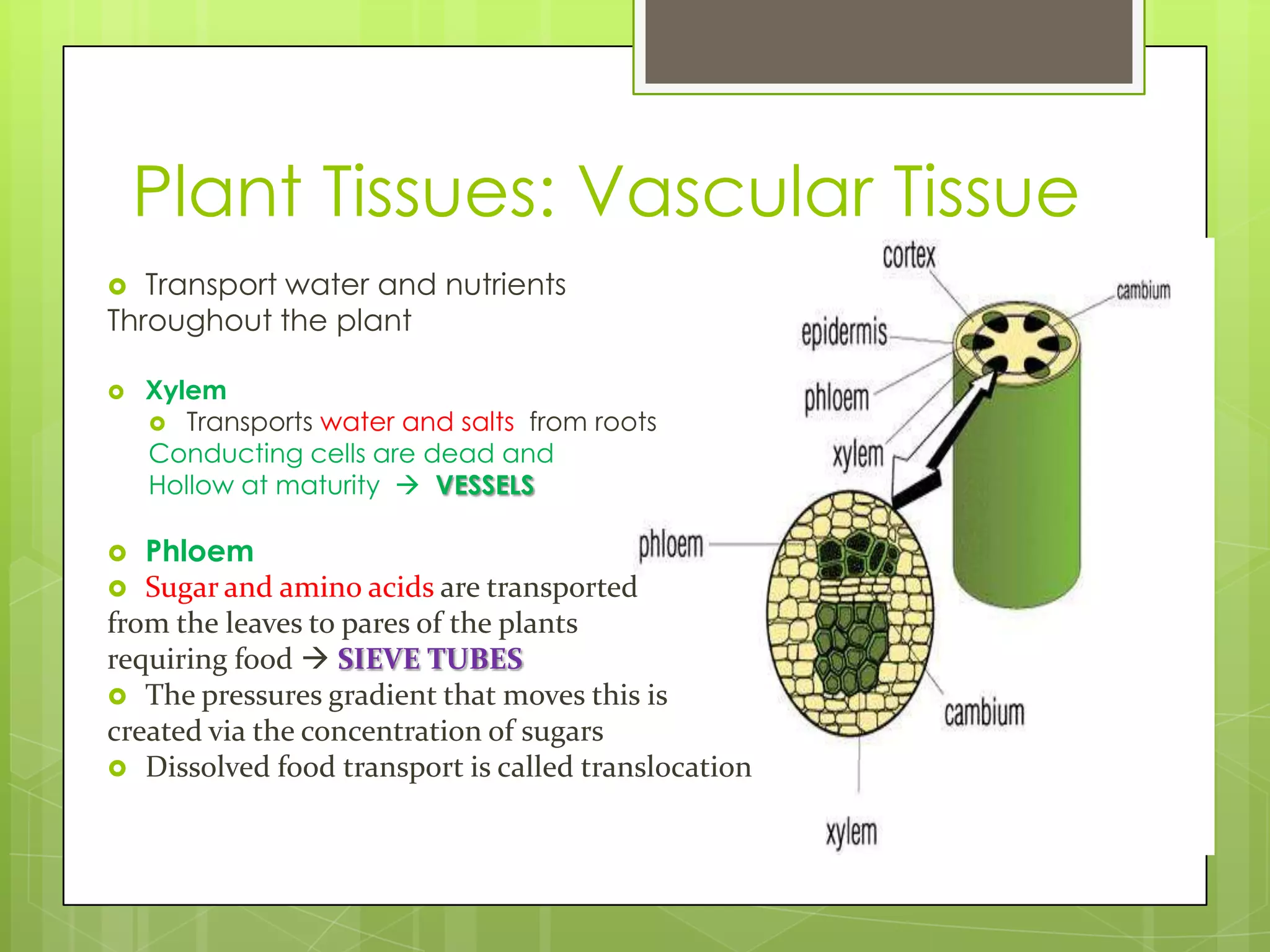Plant structure function and transport | PPT | Free Download