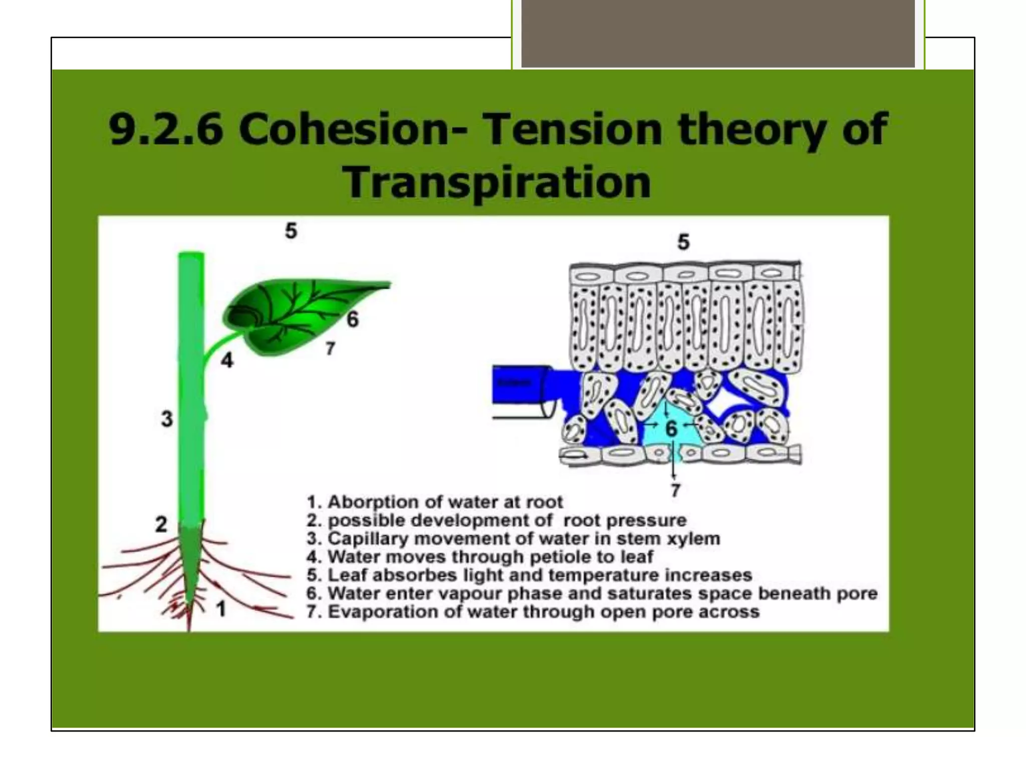 Plant structure function and transport | PPTX