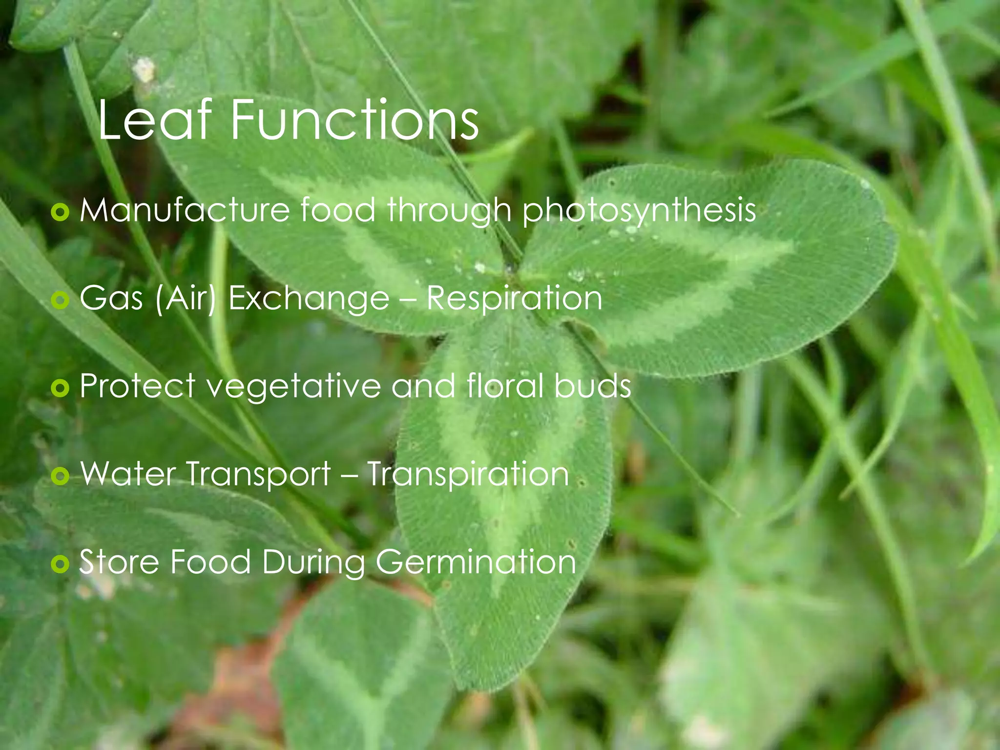 Plant structure function and transport | PPTX