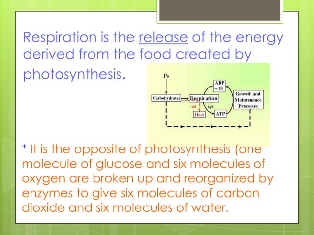 Plant structure function and transport | PPTX