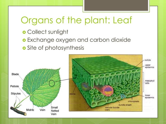 Plant structure function and transport | PPTX