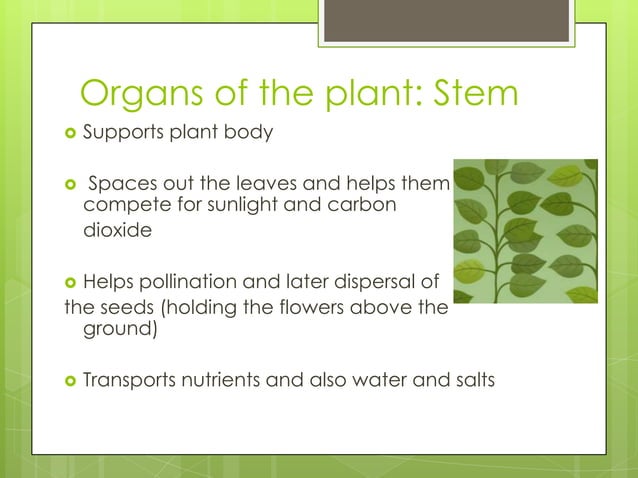Plant structure function and transport | PPTX