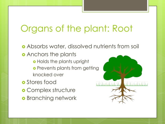 Plant structure function and transport | PPTX