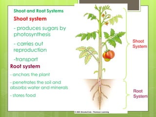 Plant structure function and transport | PPTX