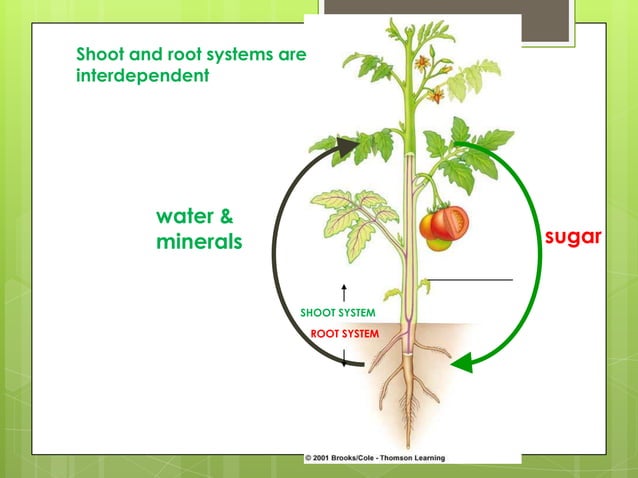 Plant structure function and transport | PPTX