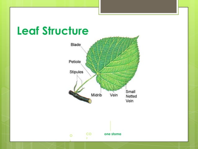 Plant structure function and transport | PPTX