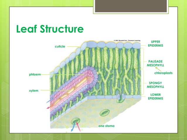 Plant structure function and transport | PPTX