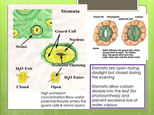 Plant structure function and transport | PPTX