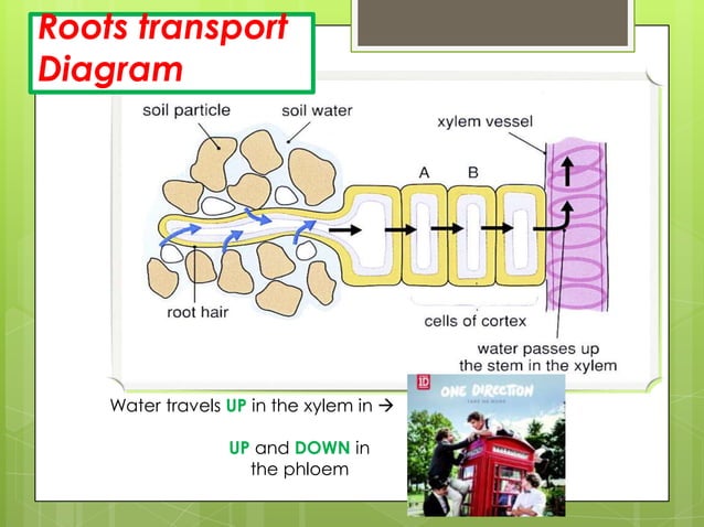 Plant structure function and transport | PPTX