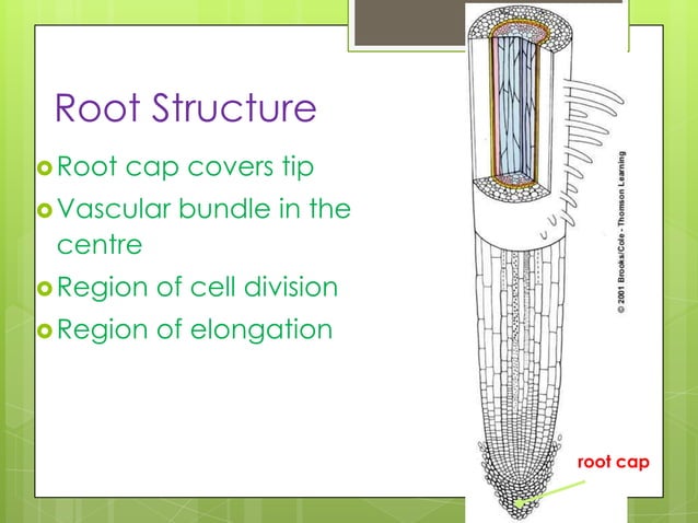 Plant structure function and transport | PPTX