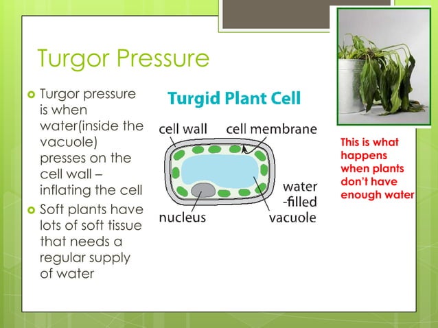 Plant structure function and transport | PPTX
