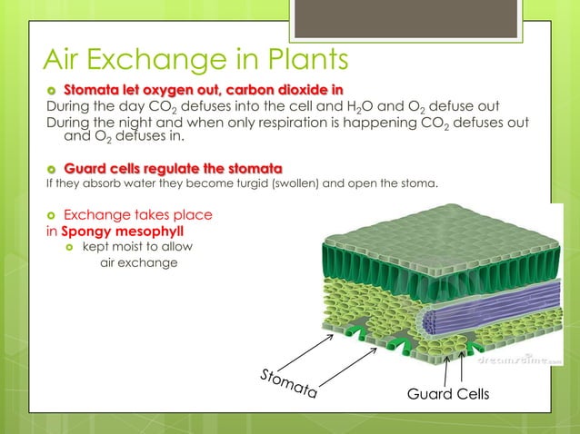 Plant structure function and transport | PPTX