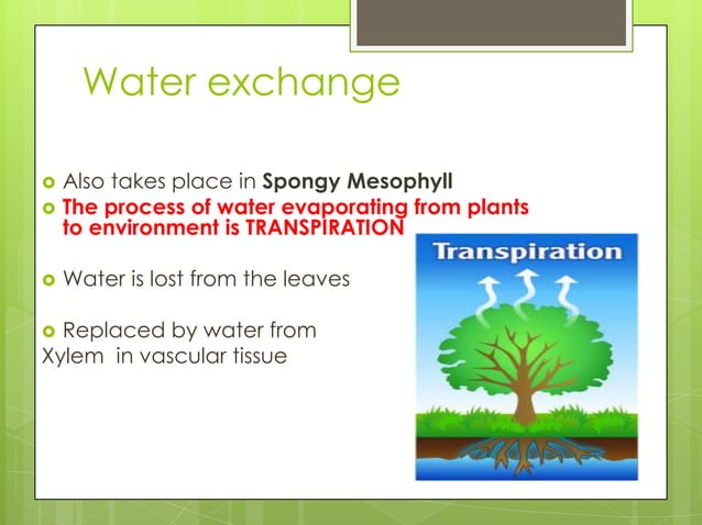Plant structure function and transport | PPTX