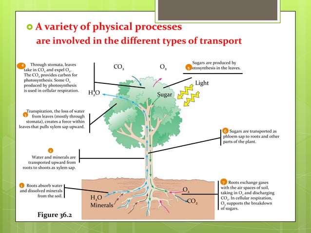 Plant structure function and transport | PPTX