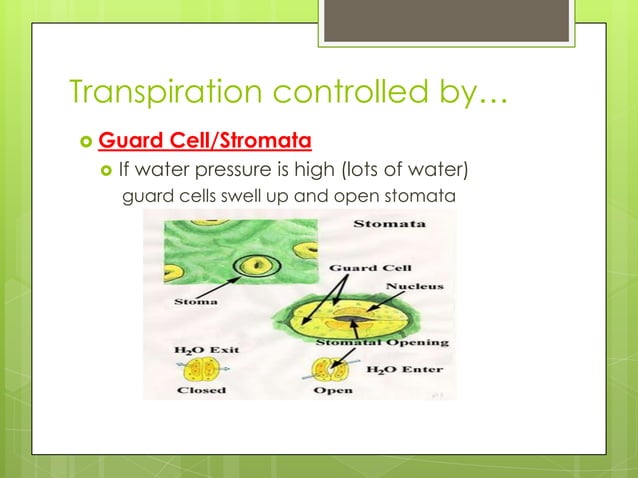 Plant structure function and transport | PPTX