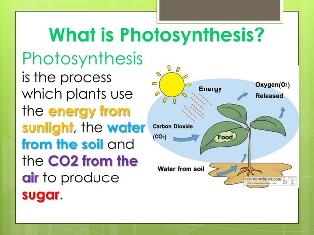 Plant structure function and transport | PPTX