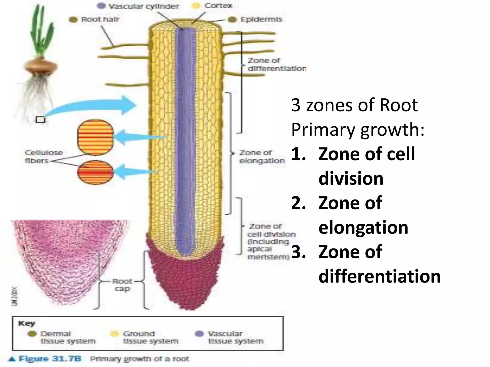 Plant structure, growth, and reproduction by Campbell Biology 7th ...