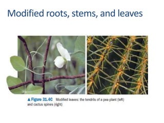 Plant structure, growth, and reproduction by Campbell Biology 7th edition | PPTX