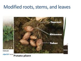 Plant structure, growth, and reproduction by Campbell Biology 7th ...