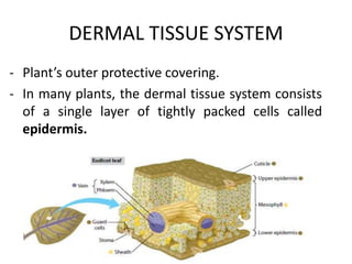 Plant structure, growth, and reproduction by Campbell Biology 7th ...