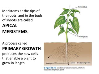Plant structure, growth, and reproduction by Campbell Biology 7th ...