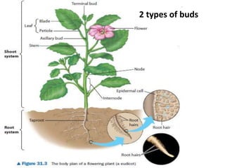 Plant structure, growth, and reproduction by Campbell Biology 7th ...