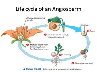 7th Edition Biology Of Plants